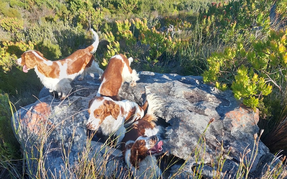 Welsh Springer Spaniels - welsh springer spaniel kennel
